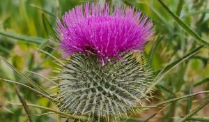 Scottish Resident Bookings - Dumbarnie Links